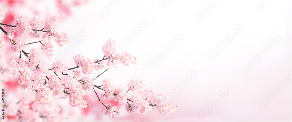 Horizontal banner with sakura flowers of pink color on sunny backdrop ...