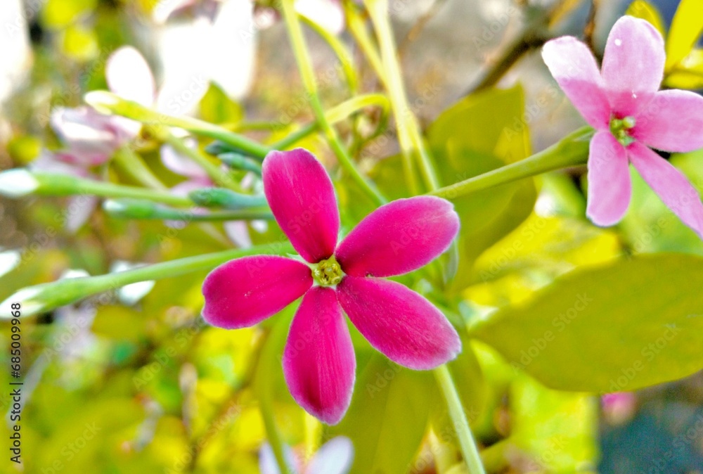 Combretum indicum, Rangoon creeper - Vine of Combretum indicum or ...
