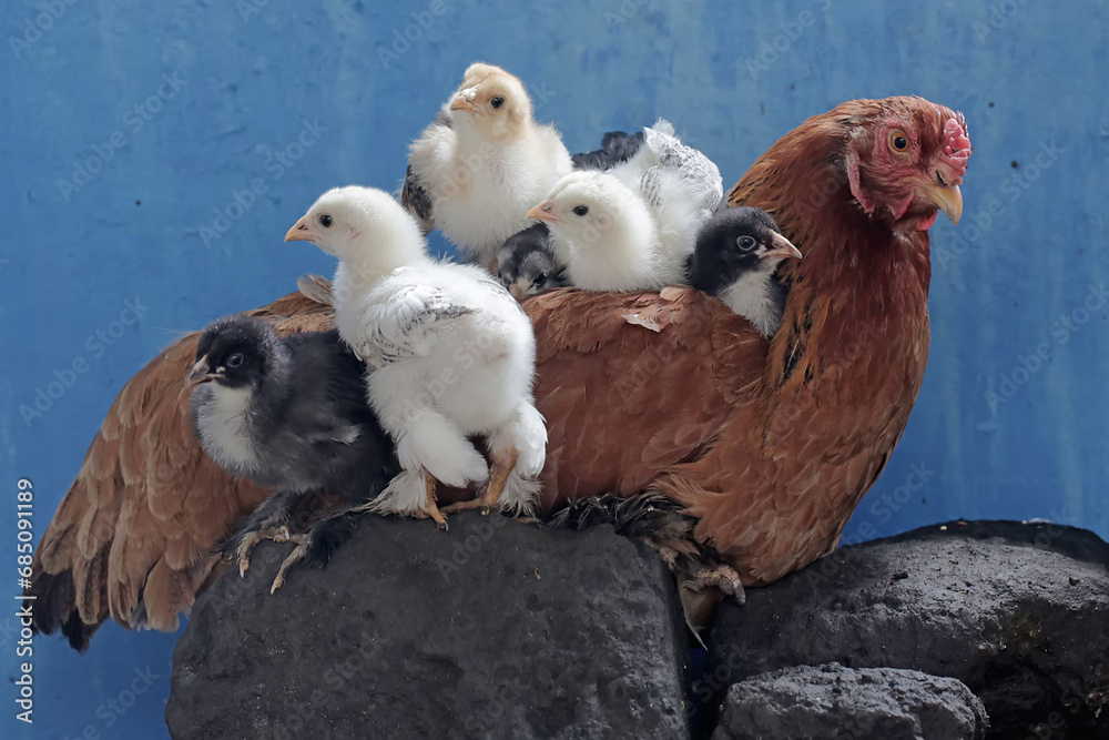 An adult female Brahma chicken was resting on a rock while looking ...
