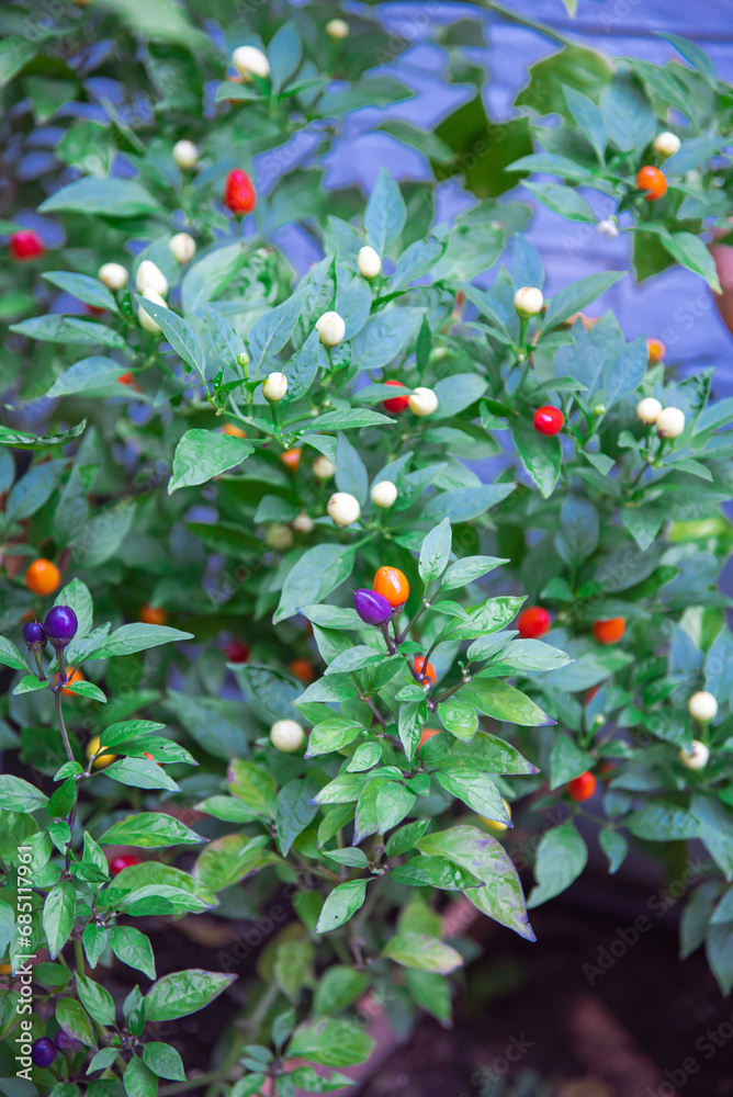 Colorful 5 color Chinese pepper with load of fruits in many hues ...