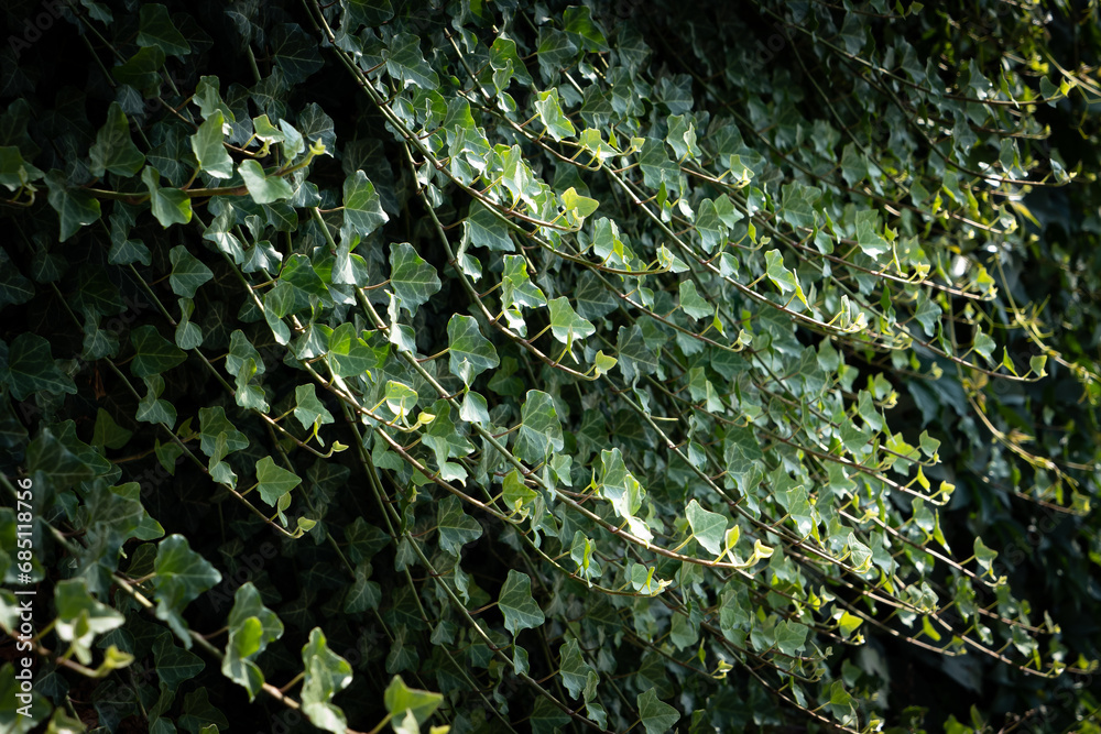 A wall of common ivy. Ivy grows on the wall. Ivy texture in dark ...