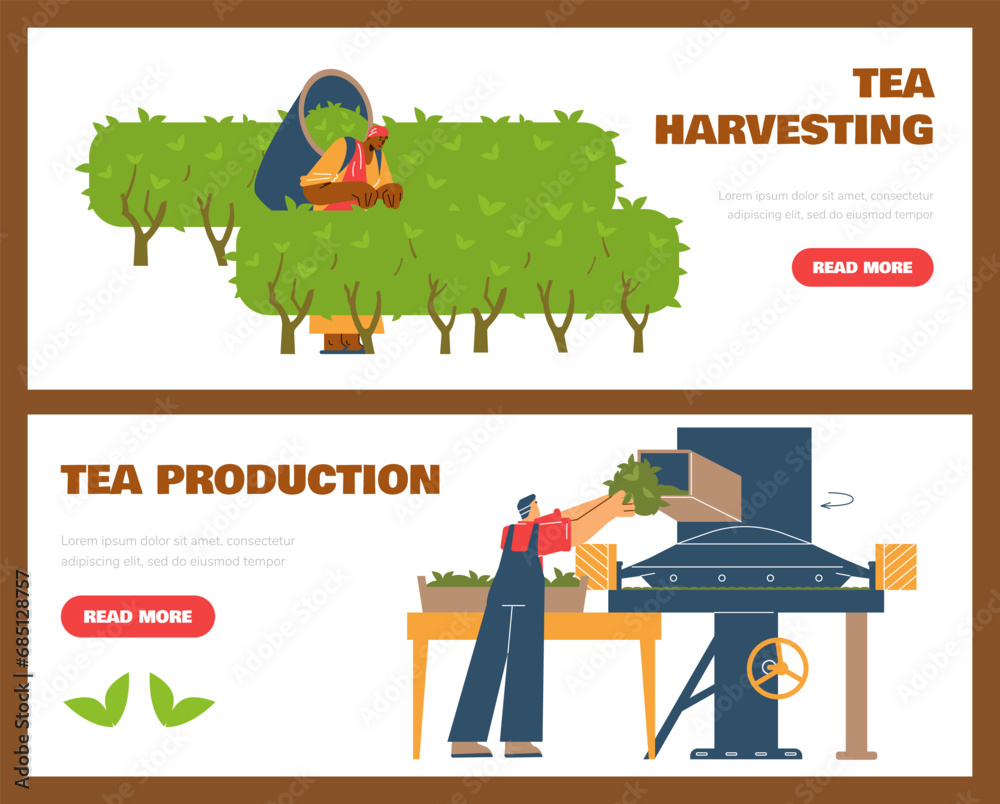 Tea production facility, grading and fermentation harvested leaves ...
