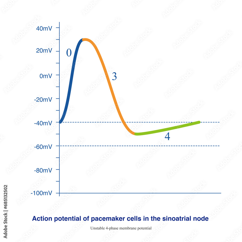 The unstable resting membrane potential of pacemaker cells in the ...