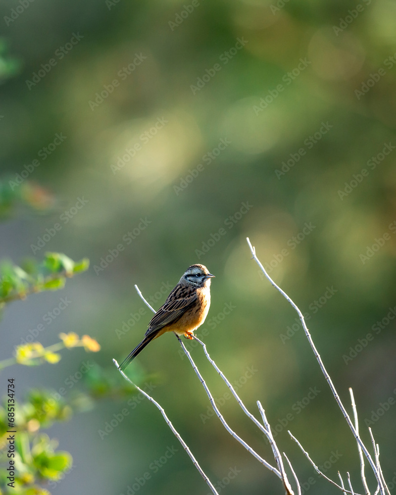 rock bunting or Emberiza cia bird in natural green background in winter ...