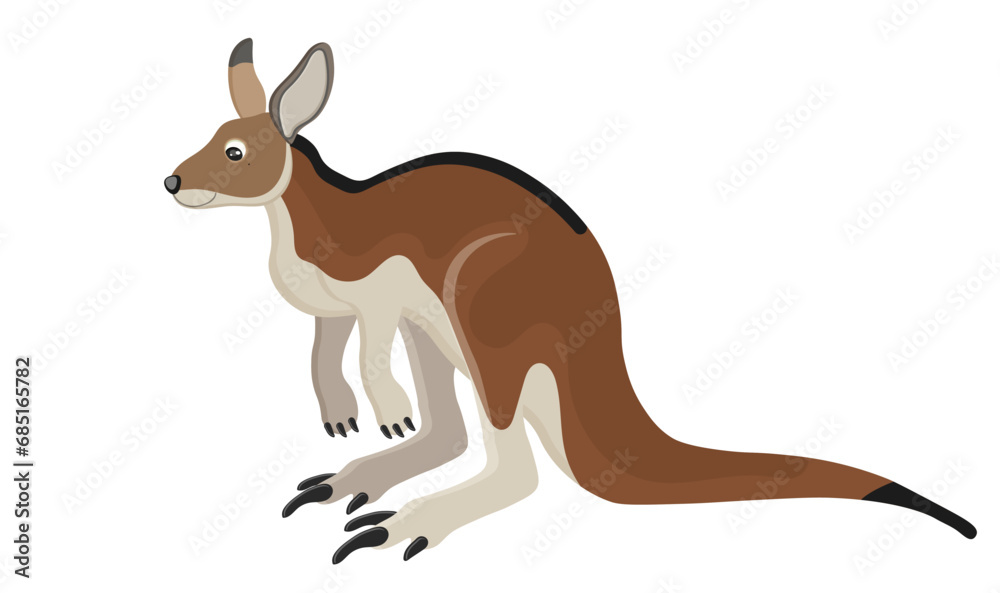 Australian adult kangaroo with huge paw and pouch. Brown wallaby ...