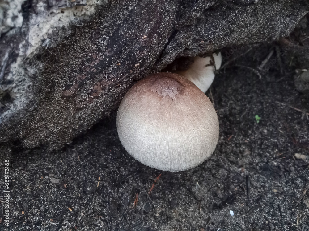 Straw mushroom or paddy straw mushroom (Volvariella volvacea). Straw ...