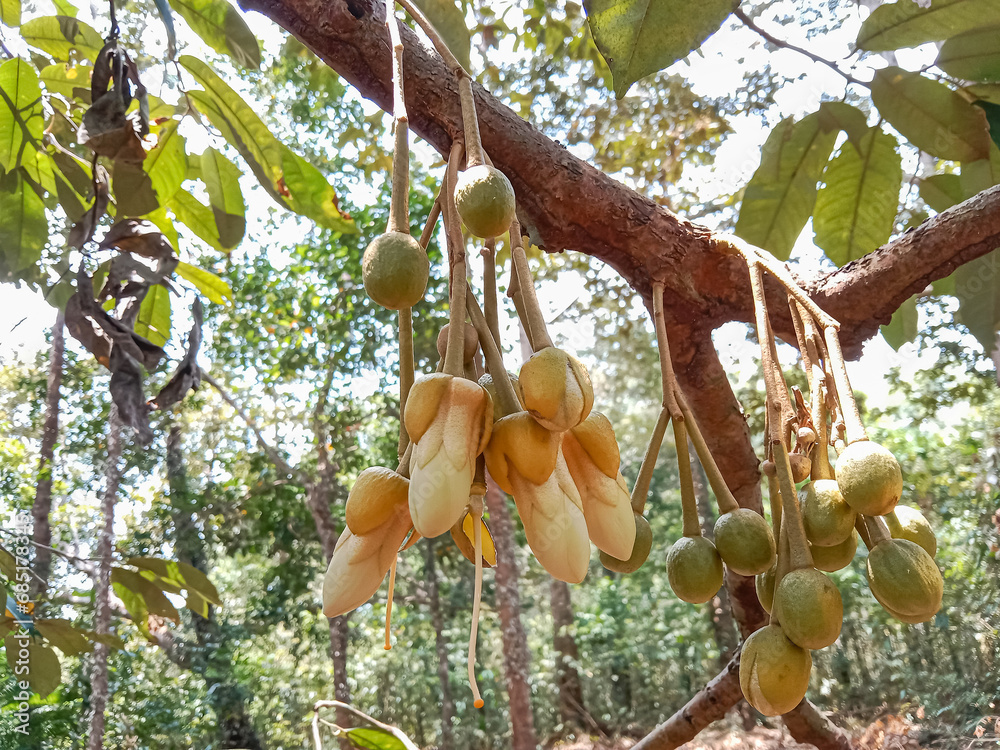 Durian flowers. Blooming durian flowers and bud on the tree. The ...