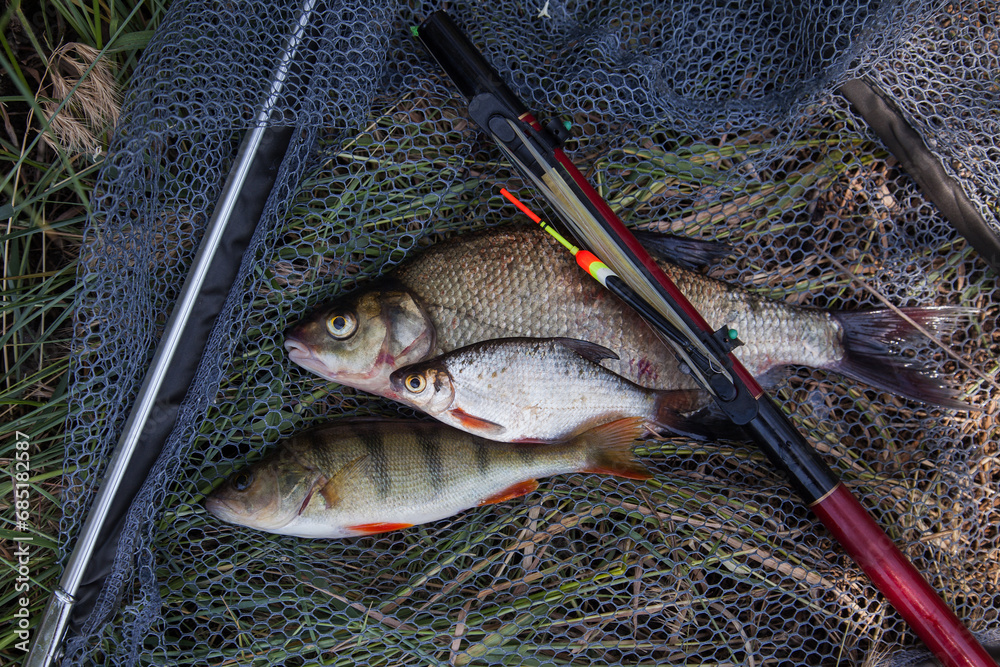 Assort kinds of fish - freshwater common bream, common perch or ...