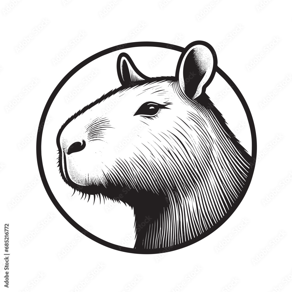 photos of the capybara or greater capybara, the largest living rodent, capybara illustrations ...