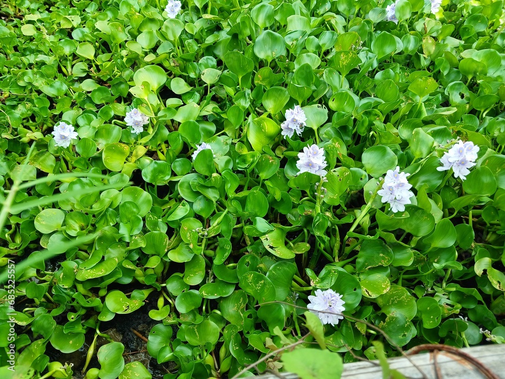 Water hyacinth flowers or Eichhornia crassipes flowers are a type of ...