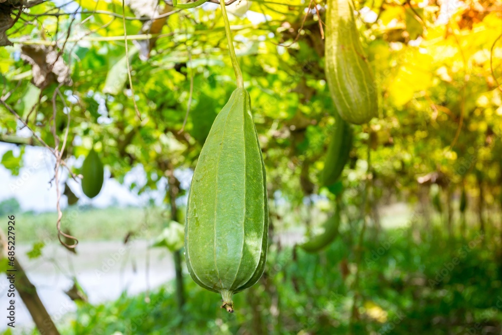 Chinese okra vegetables hang under the canopy in the garden. Close-up ...