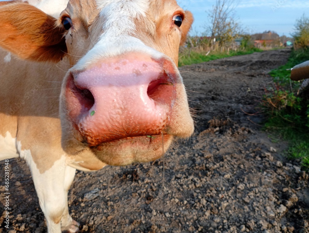 A close-up photo of a cow. Snot flows from the cow's nose. Cold autumn ...