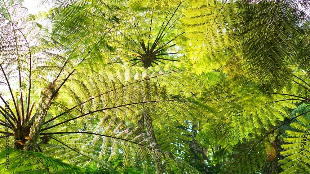 Background Leaves and branches of a large tree fern, Cyathea gigantea ...
