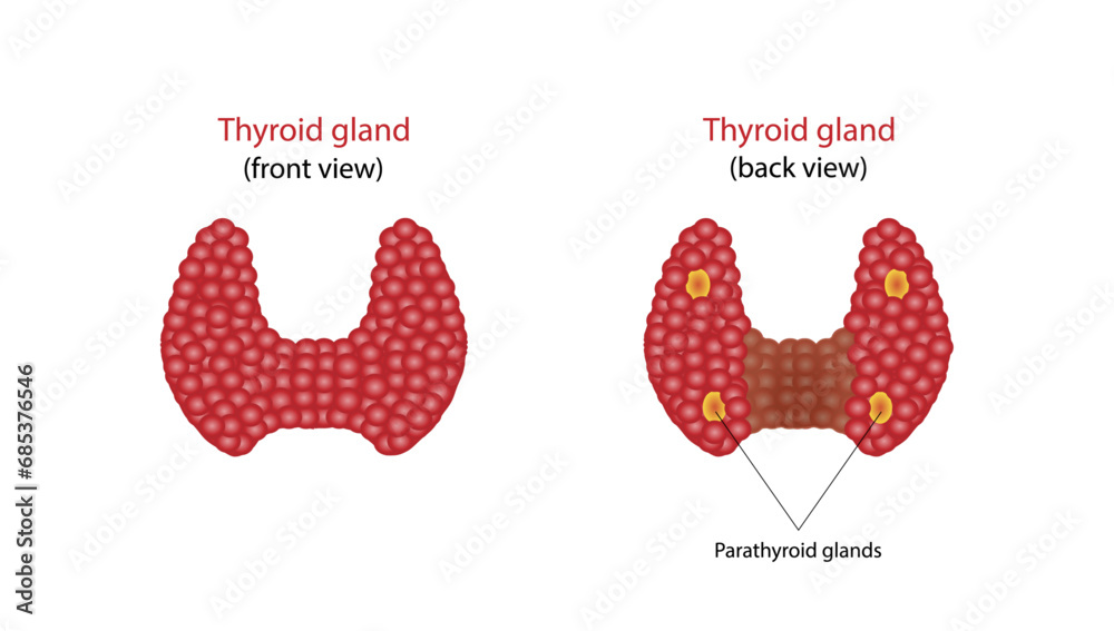 Thyroid and parathyroid gland. Anatomy anterior and posterior view of thyroid gland ...