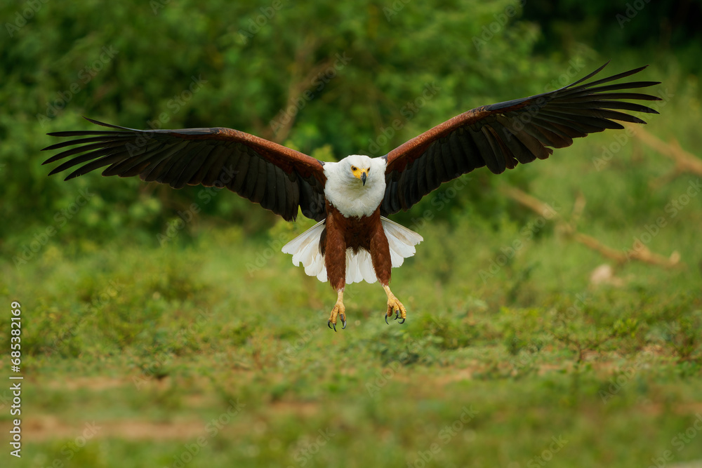 African Fish-eagle - Haliaeetus vocifer large white and brown eagle ...