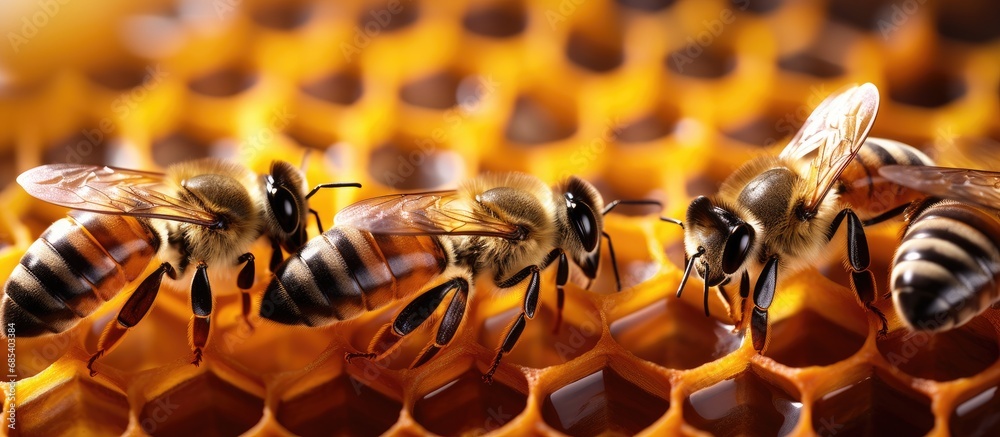 Reproduction of honey bees for new colonies by the queen inside hive ...