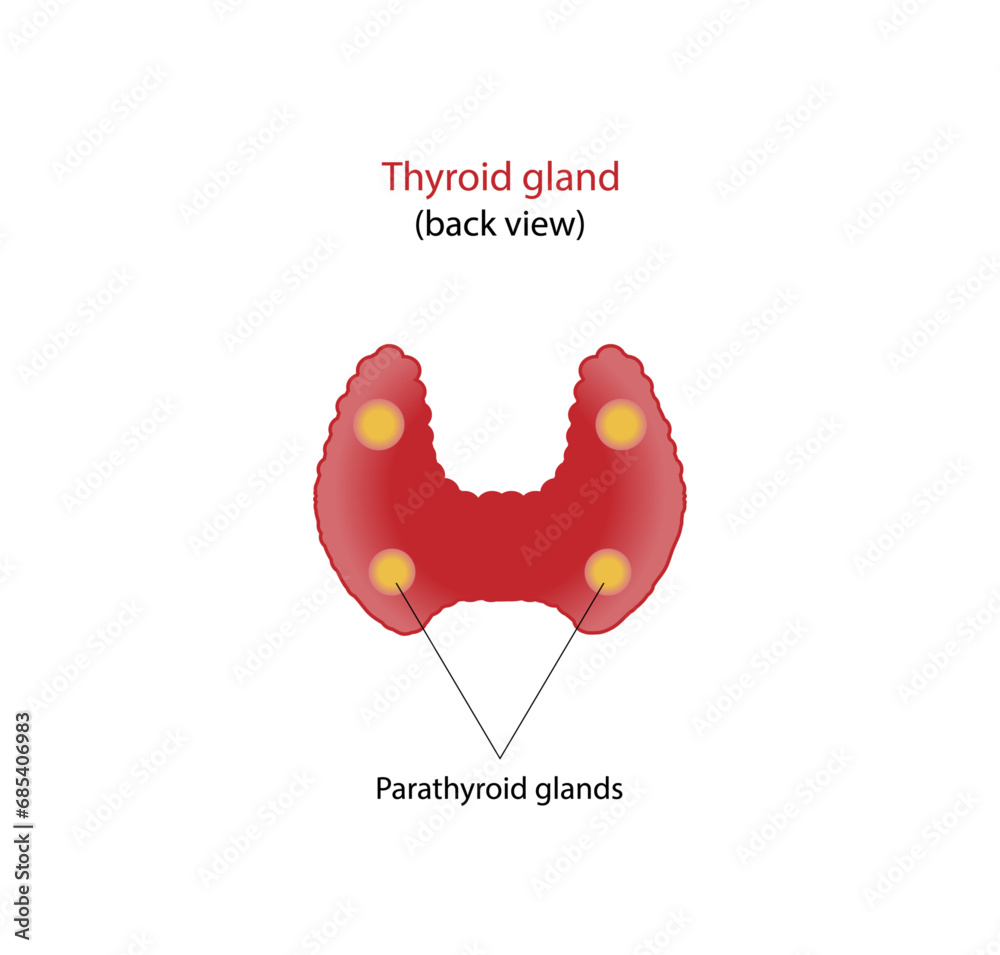 Thyroid and parathyroid gland. Anatomy back view of thyroid gland ...