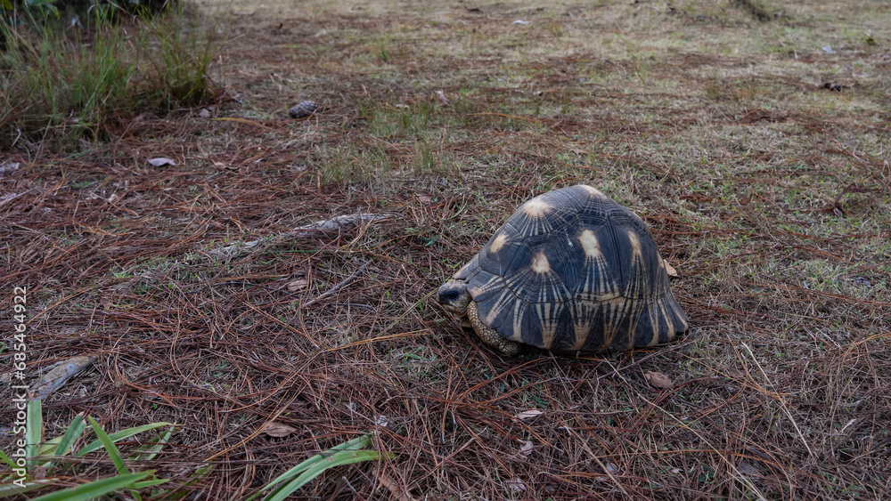 A unique turtle Astrochelys radiata endemic to Madagascar walks. A ...