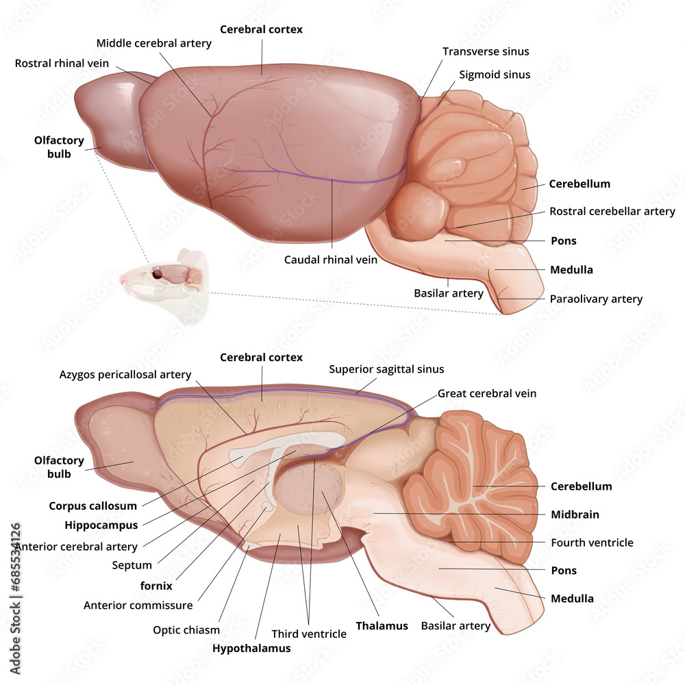 Plakát Mouse brain anatomy diagram with annotation – Obraz na Zeď | Posters.cz