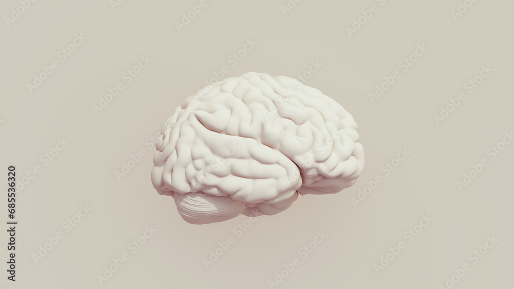 Human brain anatomy intelligence mind neutral background soft tones ...