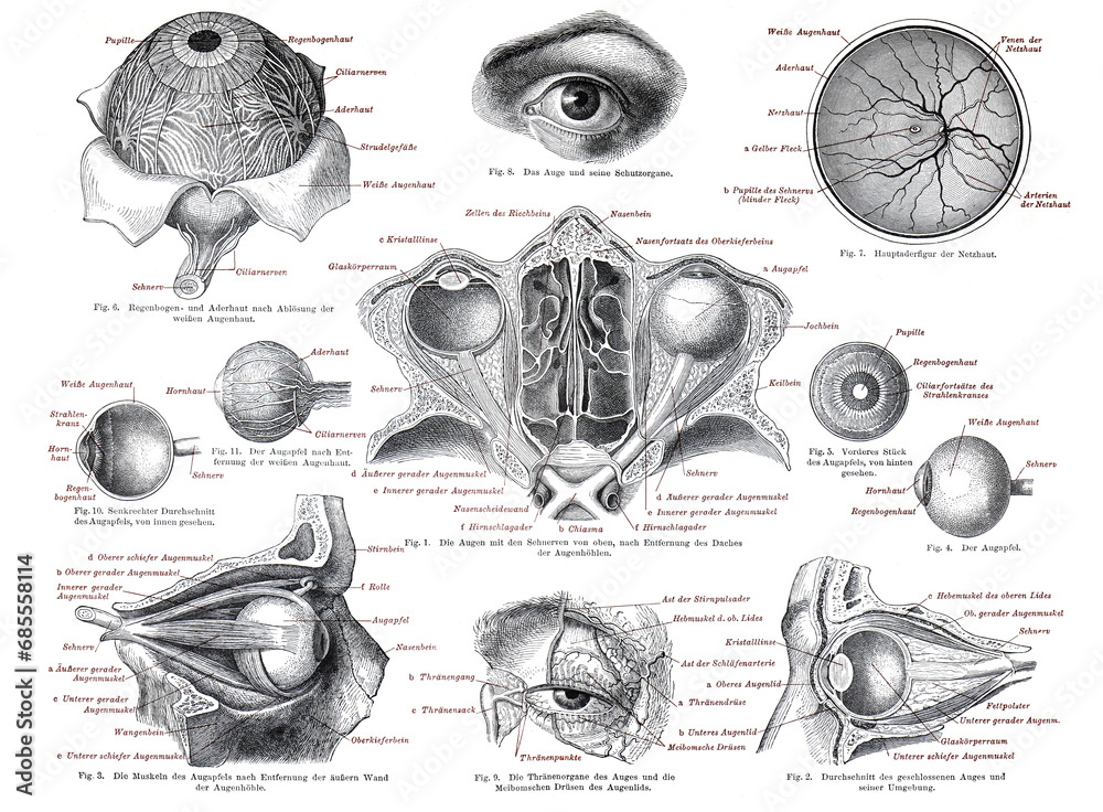 Human Anatomy Of The Eye Or Eyes Anatomy Illustration Of The Human Eyes Vintage Hand Drawn