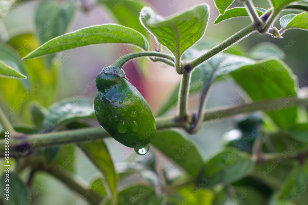 Capsicum pubescens fruit, a plant of the genus Capsicum. This pepper ...