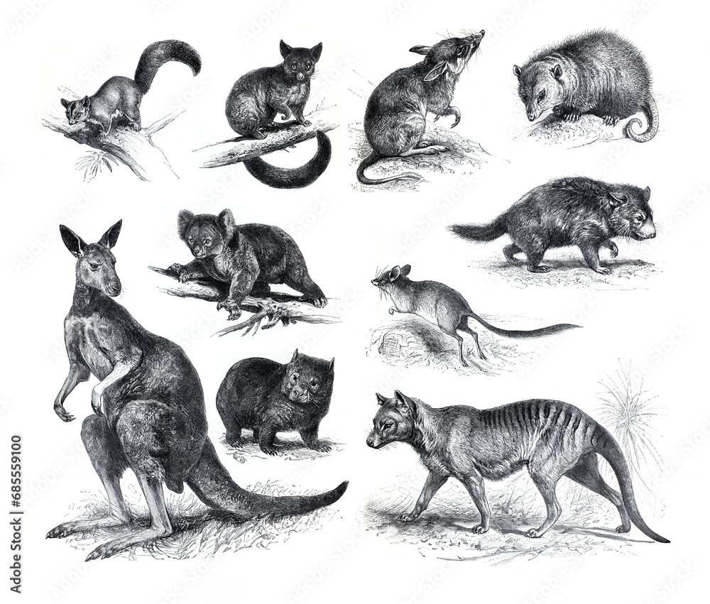 Vintage hand drawn collection of animals of Australia like hand drawn ...