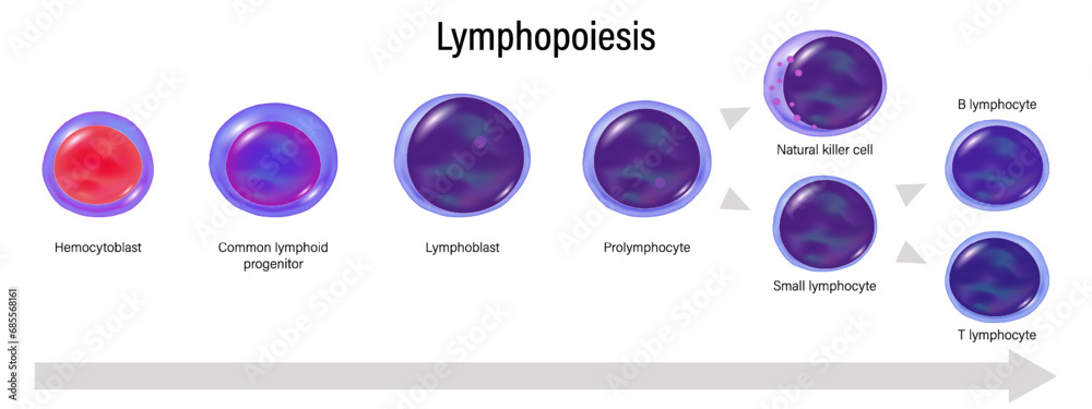 Stages of Lymphopoiesis vector. Lymphocyte maturation. Hemocytoblast, Lymphoid progenitor ...