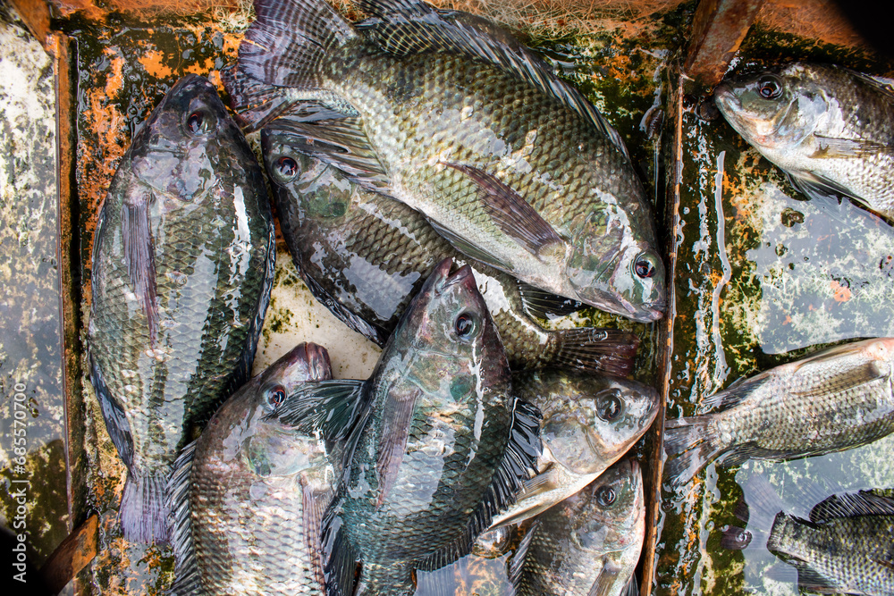 live tilapia fish in the market, close up of freshwater fish tilapia ...