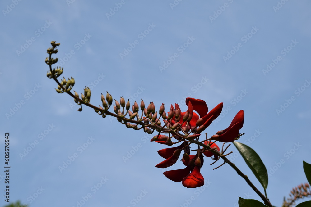 Red chestnut, is a flowering tree in the family Fabaceae, native to ...