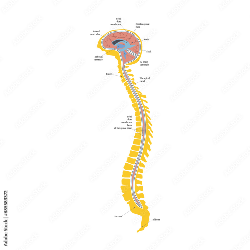 Spinal cord and brain. Craniosacral system. The connection of the skull ...
