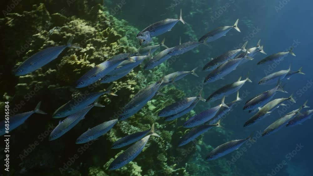 Close-up, school of Striped mackerel or Indian mackerel (Rastrelliger ...