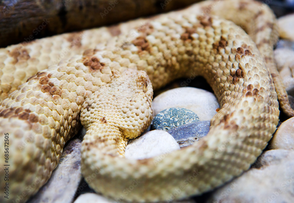 The Persian viper. It is a small but very venomous snake, reaching a ...
