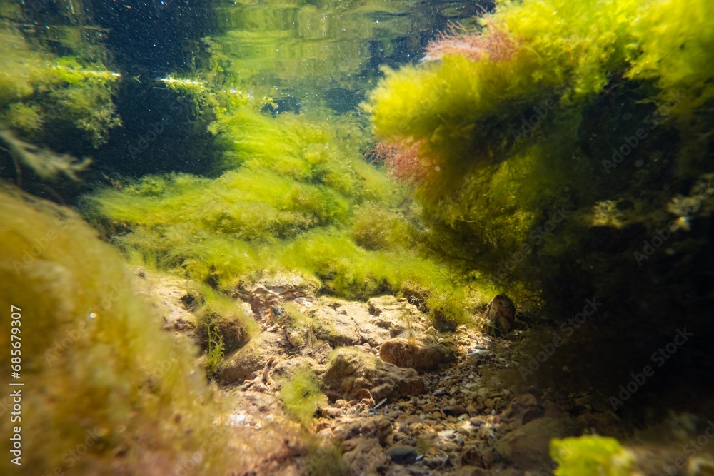green cladophora vegetation, coquina stone rockpool, rich biodiversity ...