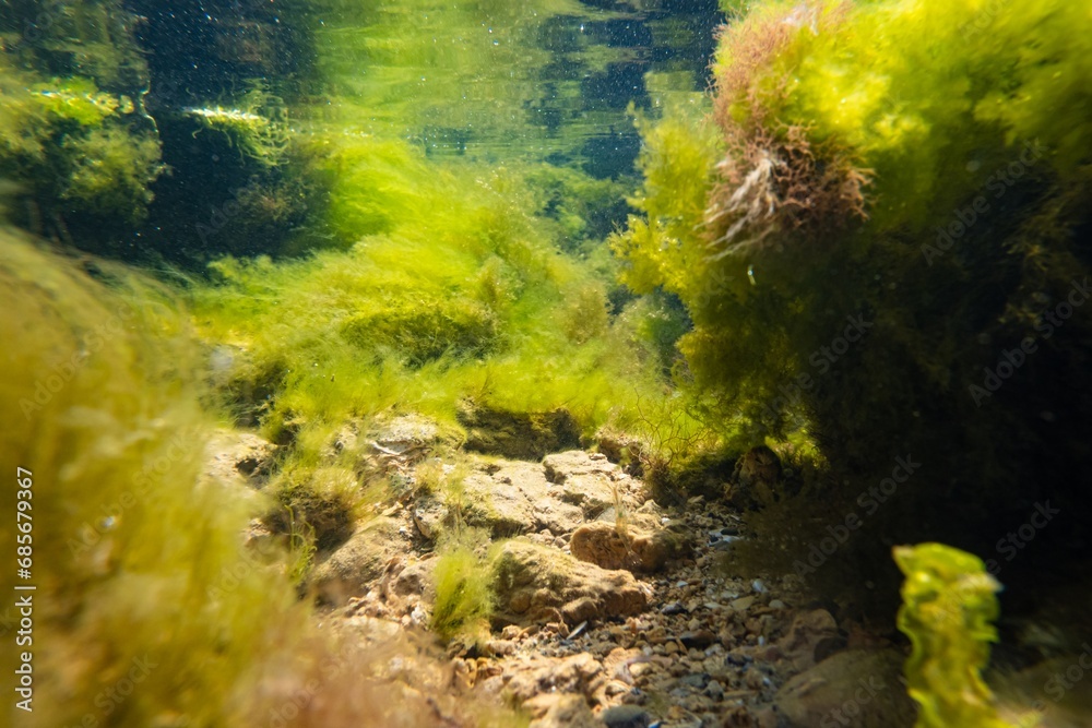 coquina stone rockpool, green cladophora vegetation biodiversity ...