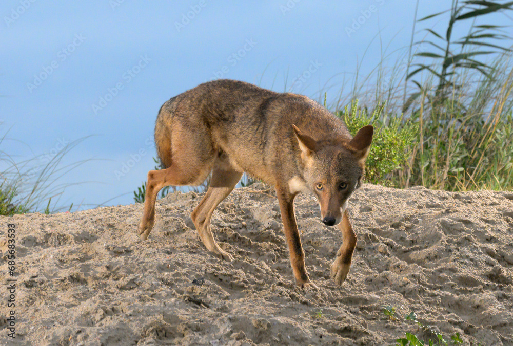 Coyote (Canis latrans) on sand dune at sunset, Galveston, Texas, USA ...