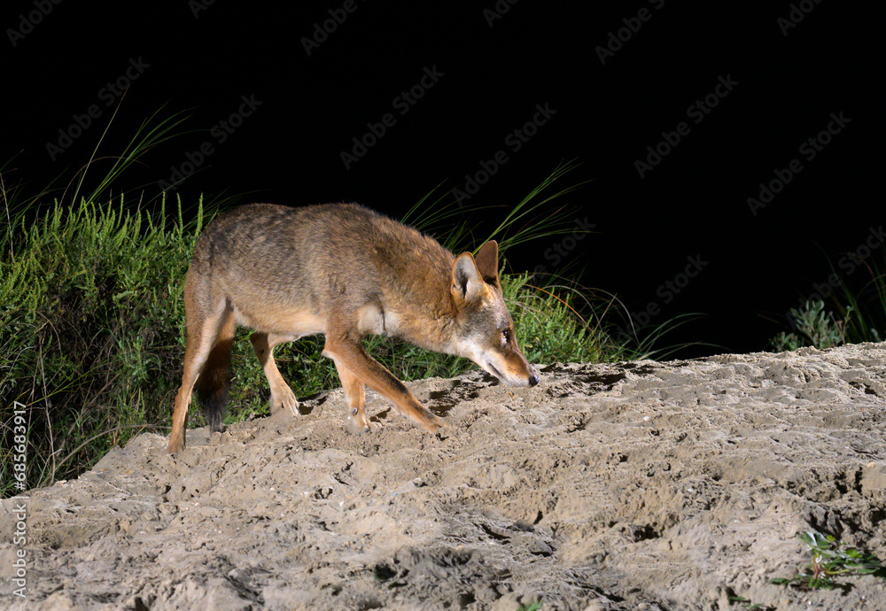 Coyote (Canis latrans) on sand dune at night, Galveston, Texas, USA ...