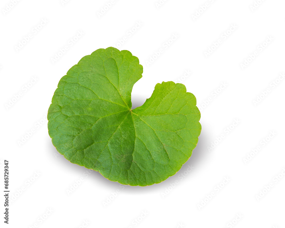 Centella asiatica leaf isolated on white background with clipping path ...
