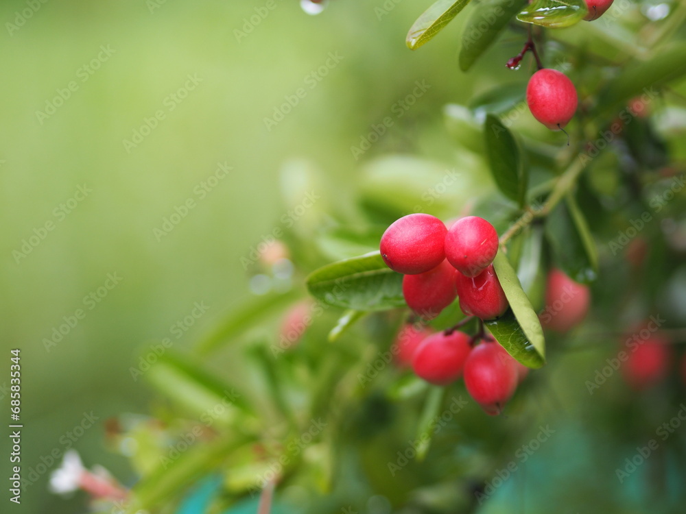 Karonda Fruit, Carissa carandas L. Karanda; Carunda; Christ's thorn ...