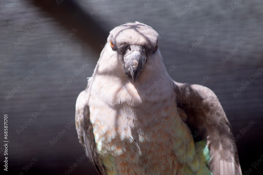 The red-bellied parrot is a small African parrot It is a mostly ...