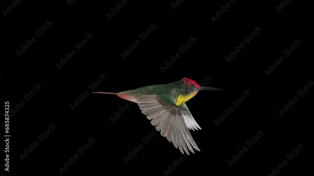 Hummingbird - Ruby Topaz - Flying Loop - Side View - Naturalistic ...