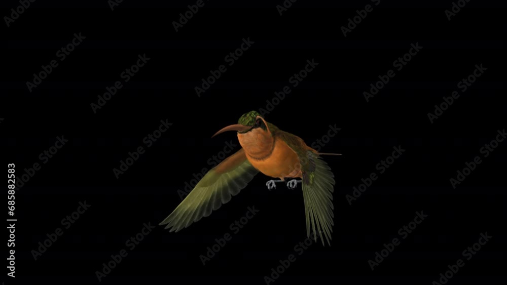 Hummingbird - Rufous Hermit - Flying Loop - Side Angle View CU ...