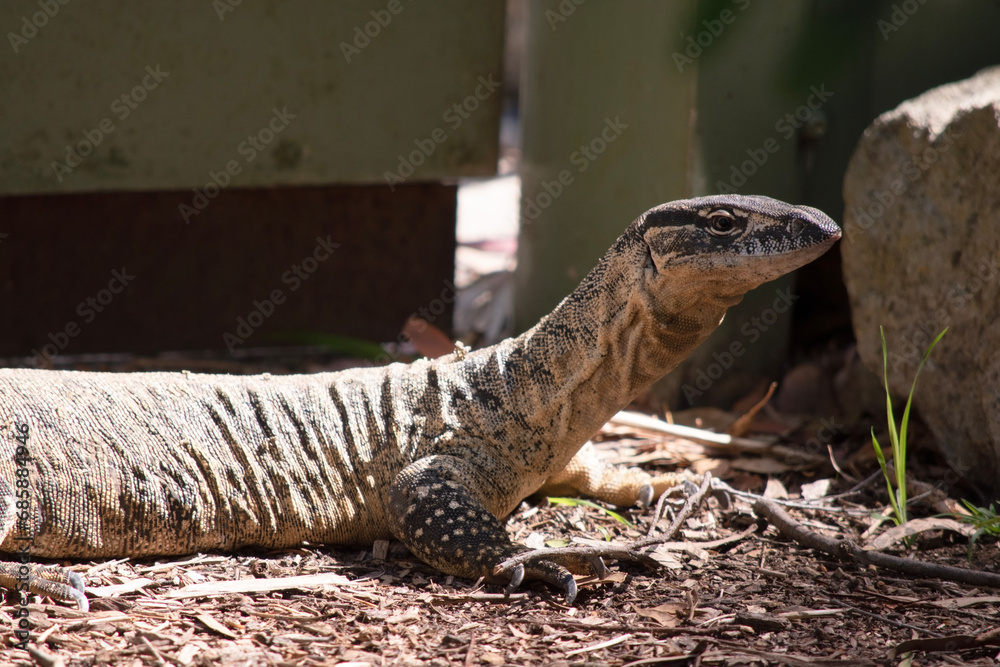 Rosenberg's monitor lizards have elongated head and neck, a relatively ...