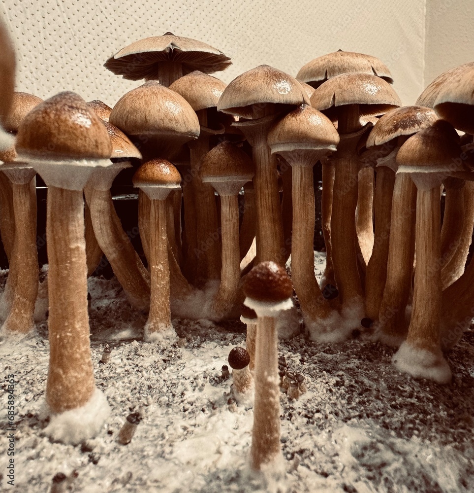 Fungi, psychedelic, hallucinogen, mind-altering, magic mushrooms ...