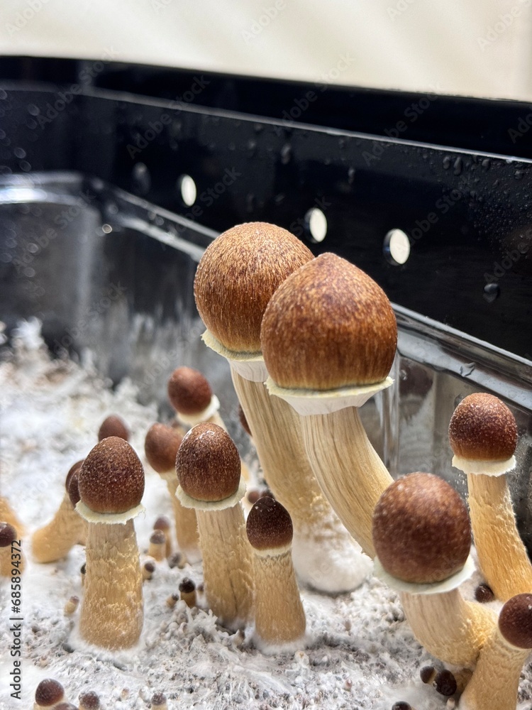 Fungi, psychedelic, hallucinogen, mind-altering, magic mushrooms ...