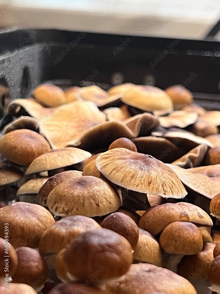 Fungi, psychedelic, hallucinogen, mind-altering, magic mushrooms ...