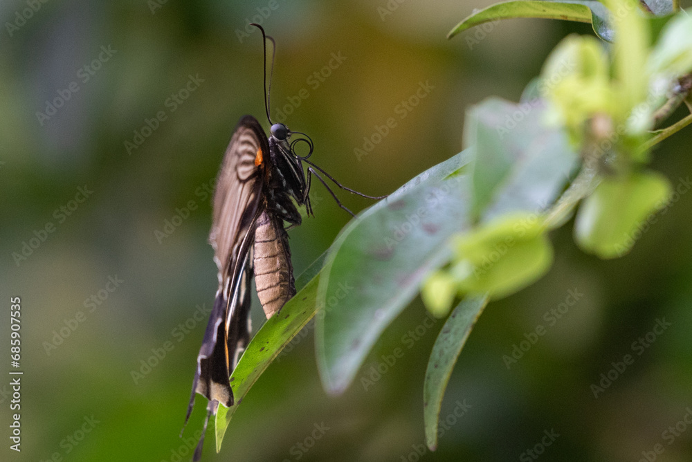Beautiful butterfly, Papilio memnon, the great Mormon, is a large ...