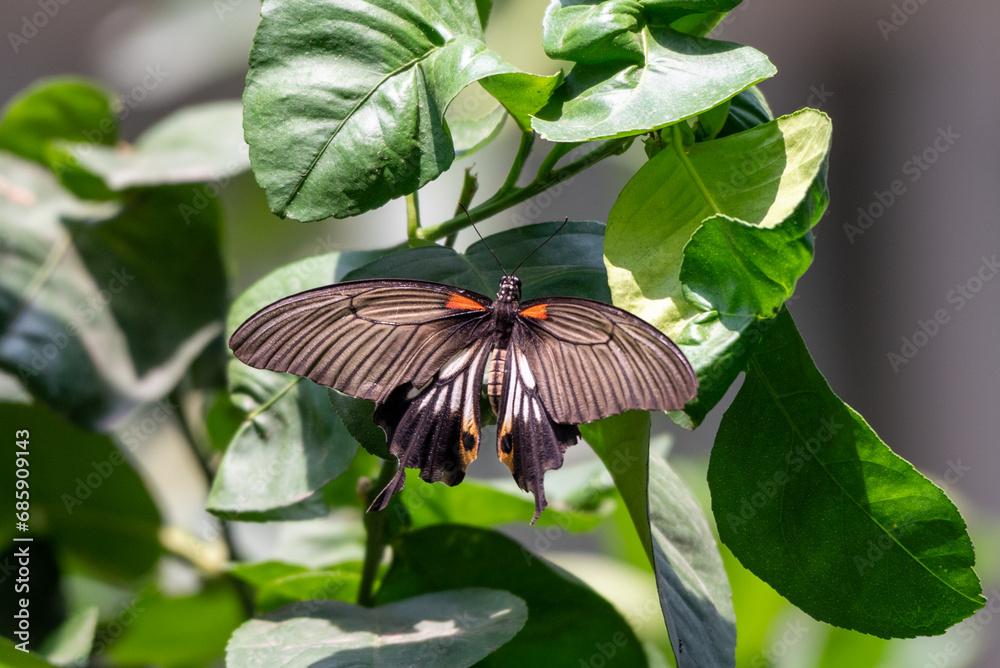 Beautiful butterfly, Papilio memnon, the great Mormon, is a large ...