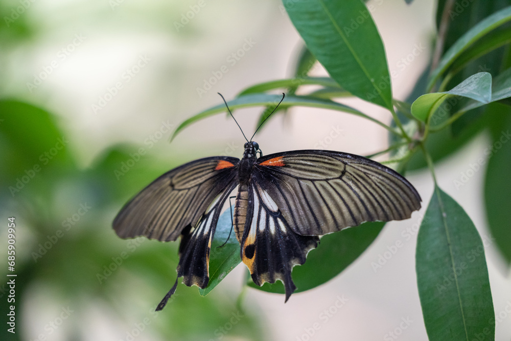 Beautiful butterfly, Papilio memnon, the great Mormon, is a large ...