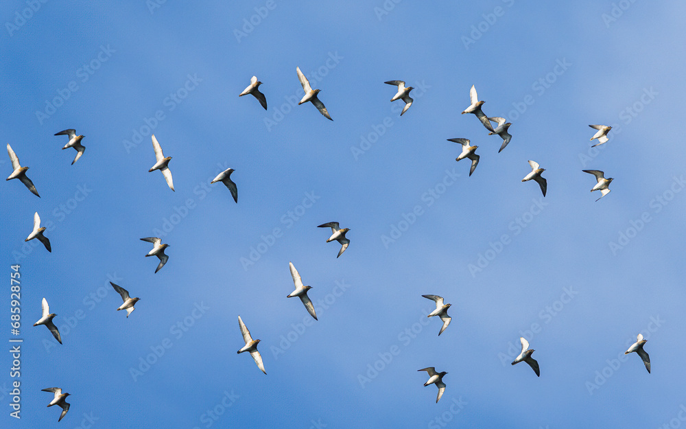 Grey Plover, Pluvialis squatarola in flight over marshes in winter ...